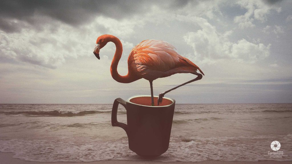 Flamingo Bird In Coffee Cup | Photoshop Manipulation Tutorial ...