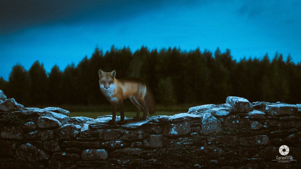 The Fox | Photoshop CC 2018 Manipulation Tutorial Processing | 4K Ultra ...
