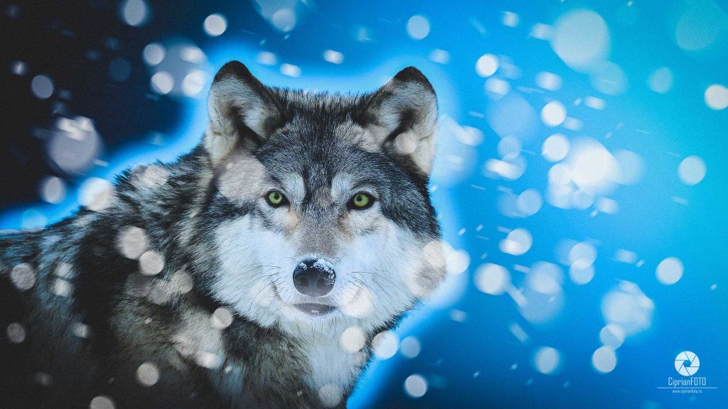 The Wolf Photoshop Cc 2018 Manipulation Tutorial Processing Ciprianfoto Photoshop