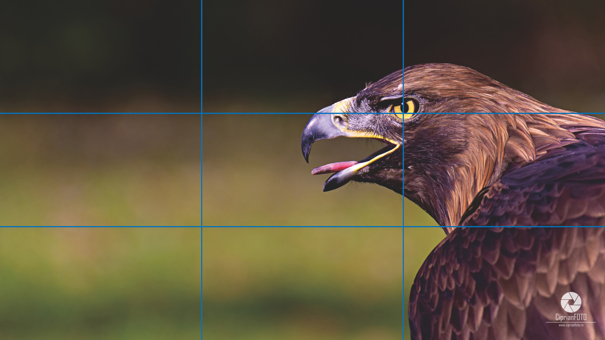 How To Set Rule Of Thirds Grid In Photoshop Photoshop Preferences